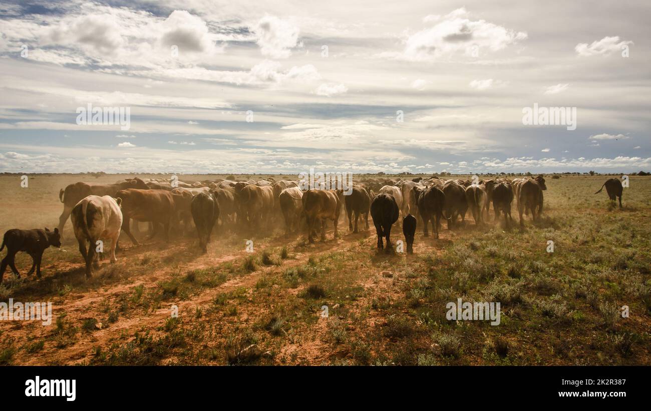 The gathering the cattle for mustering season in Western Australia ...