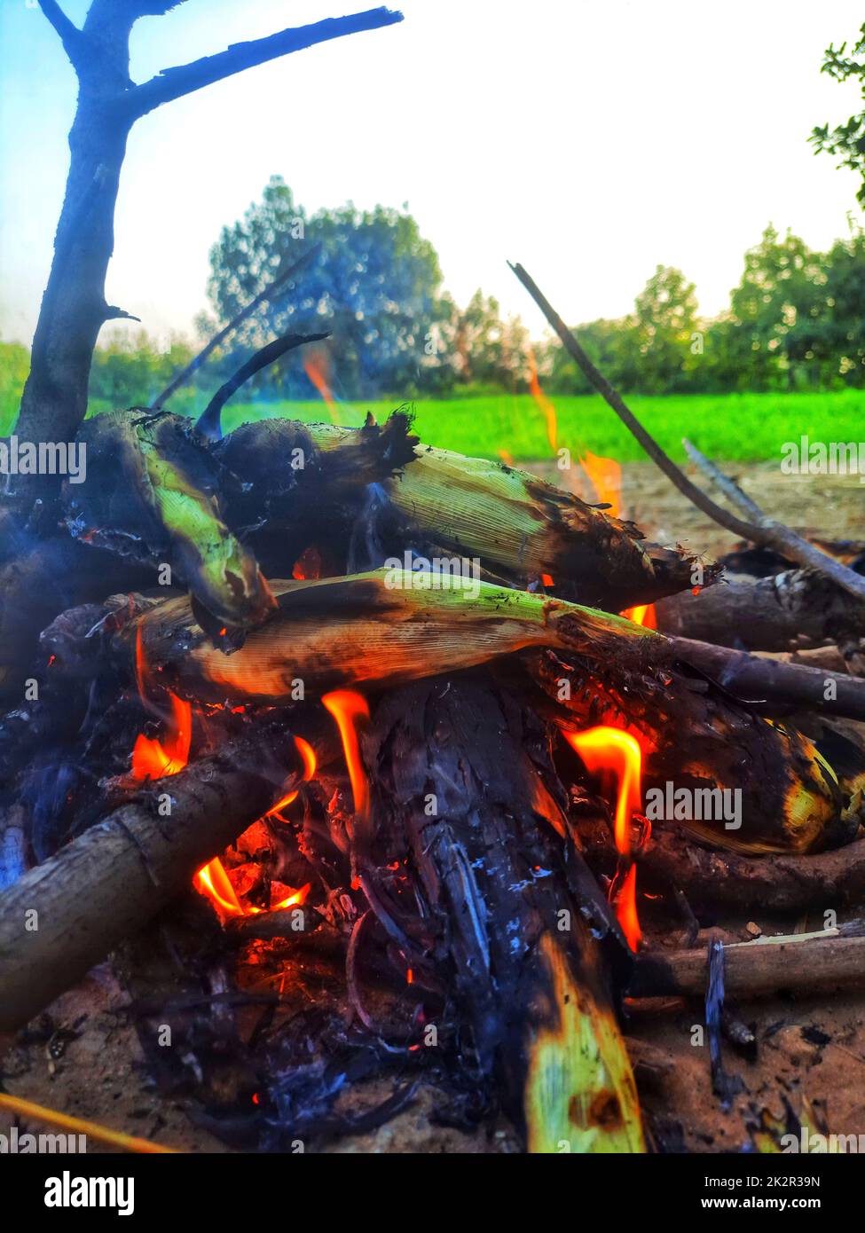A vertical shot of a bonfire in nature creating a mood for camping ...