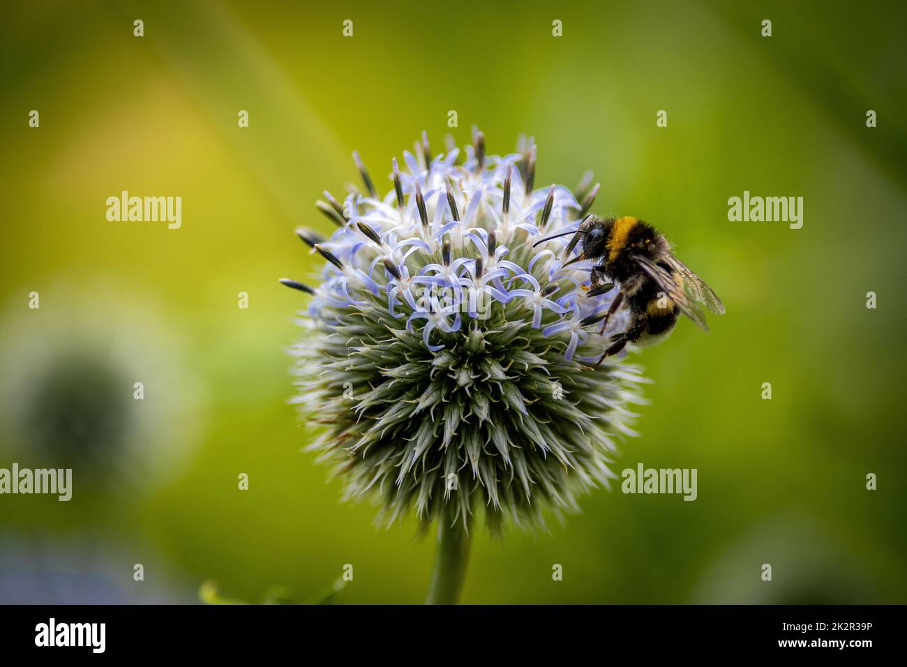 A closeup shot of a small honeybee near blue globe-thistle Stock Photo ...