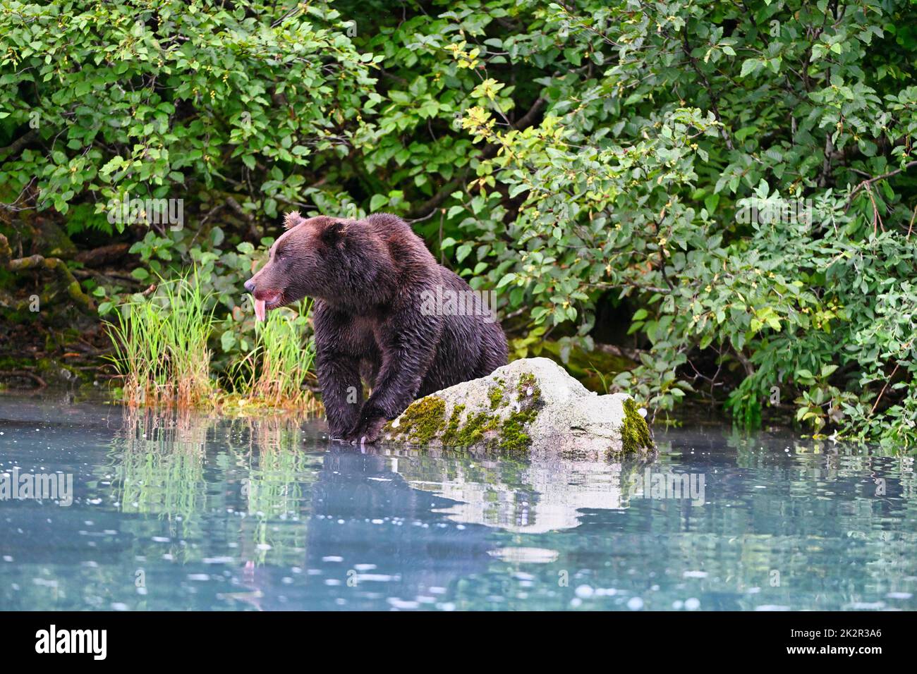 A front shot of an Alaskan brown bear sitting near the stone in Clark ...