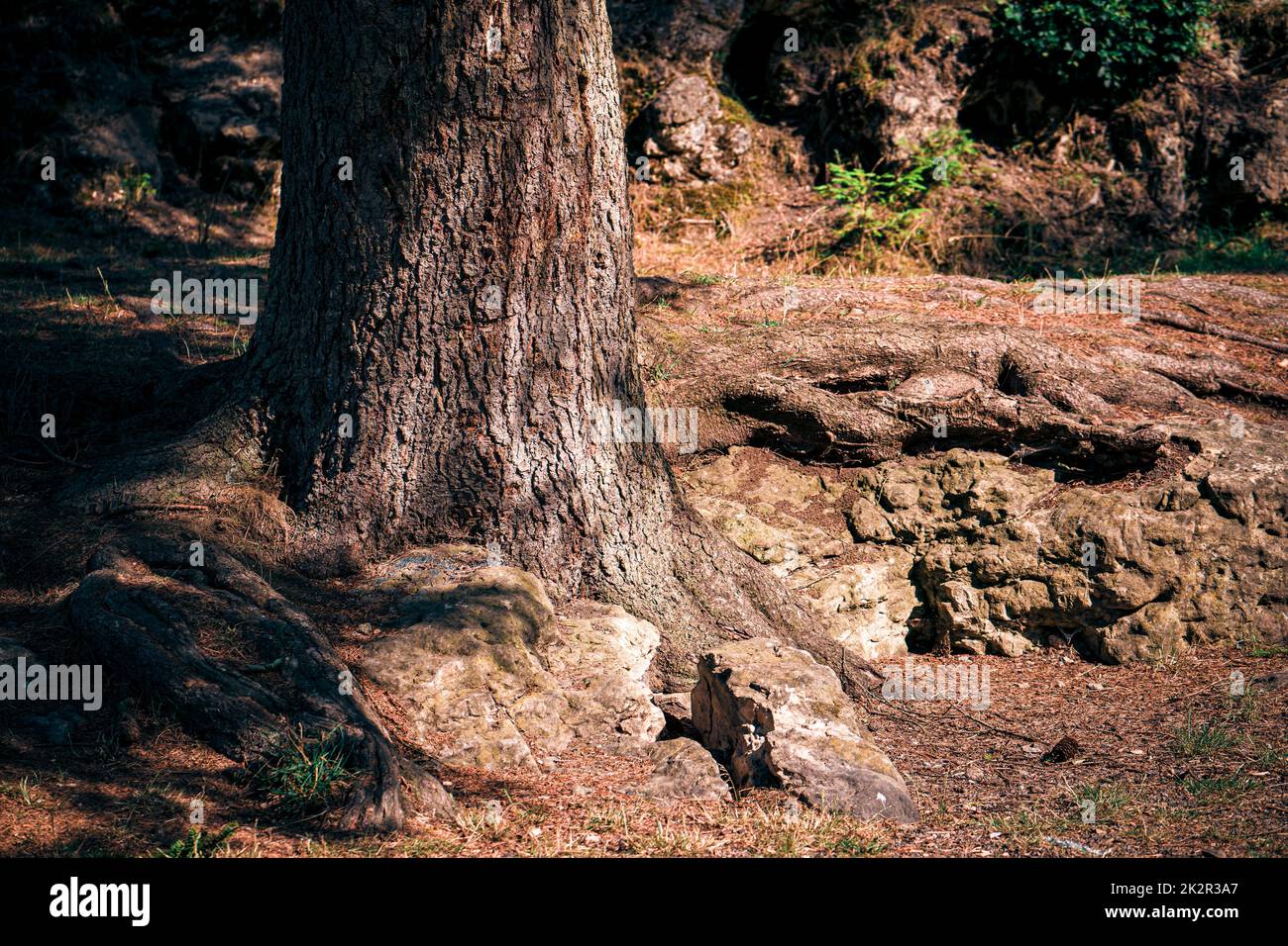 A display of a tree trunk and its taproots captured in a forest Stock ...