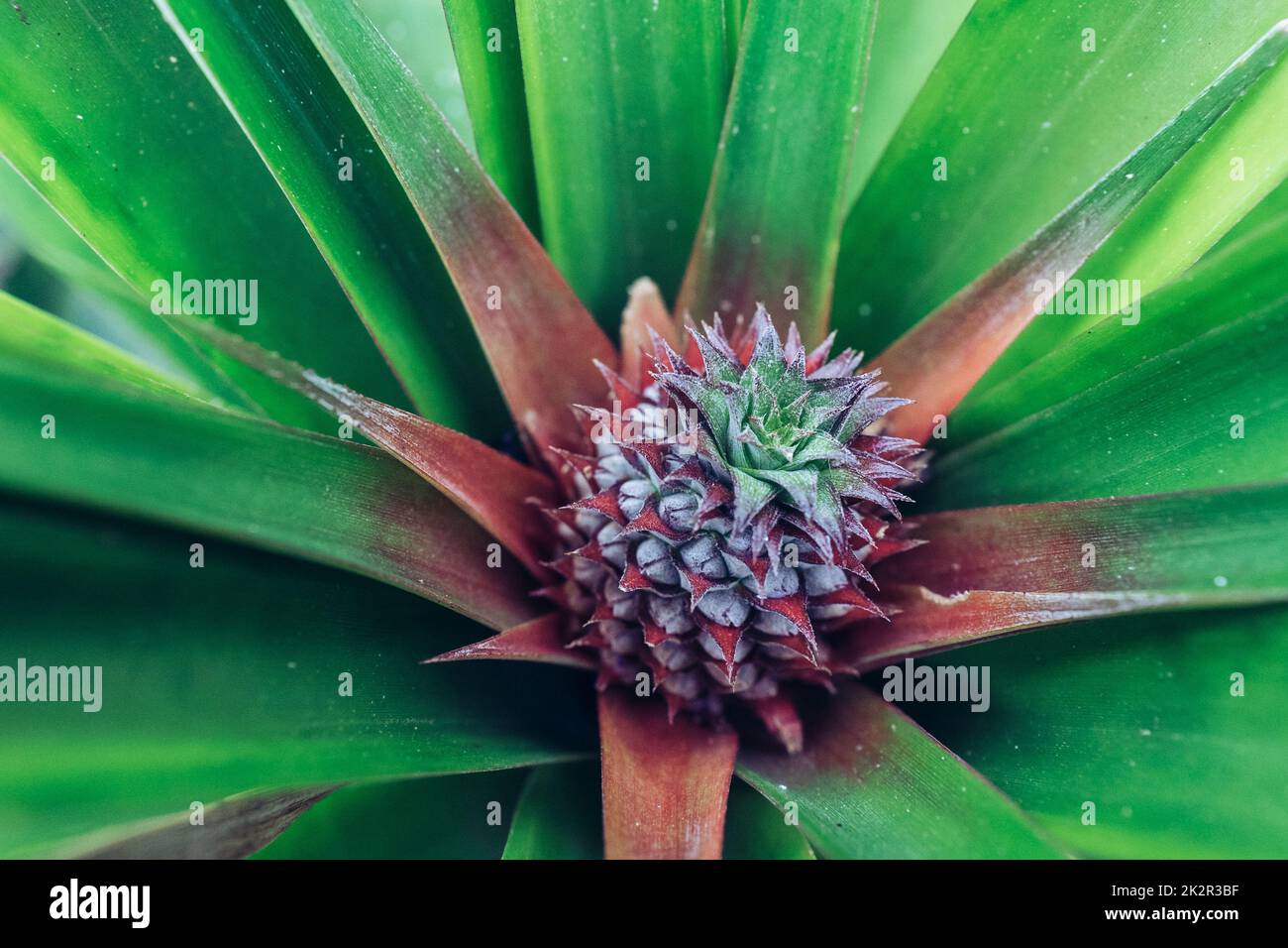 A newly grown pineapple fruit Stock Photo - Alamy
