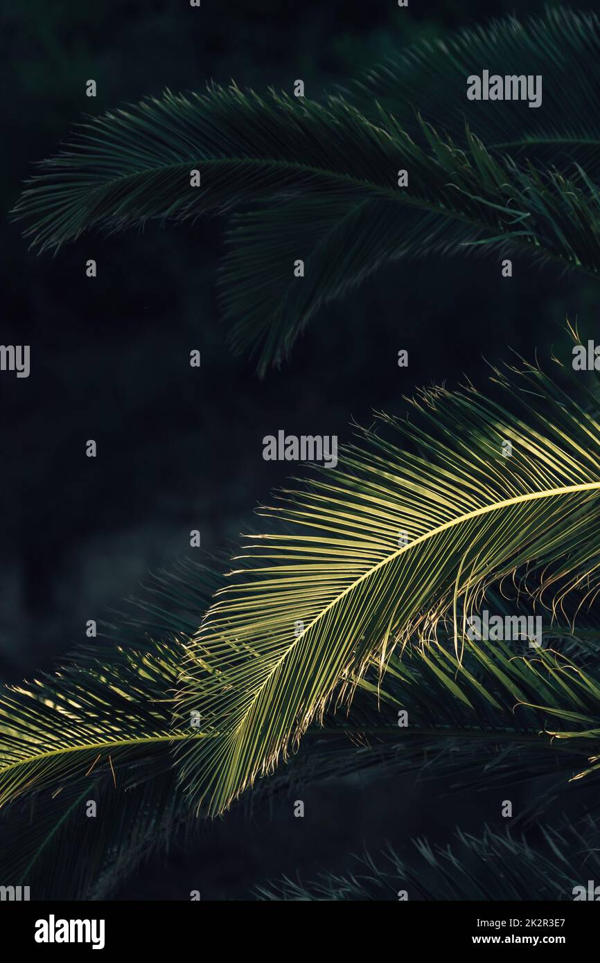 A coconut branch with leaf with a dark background Stock Photo - Alamy