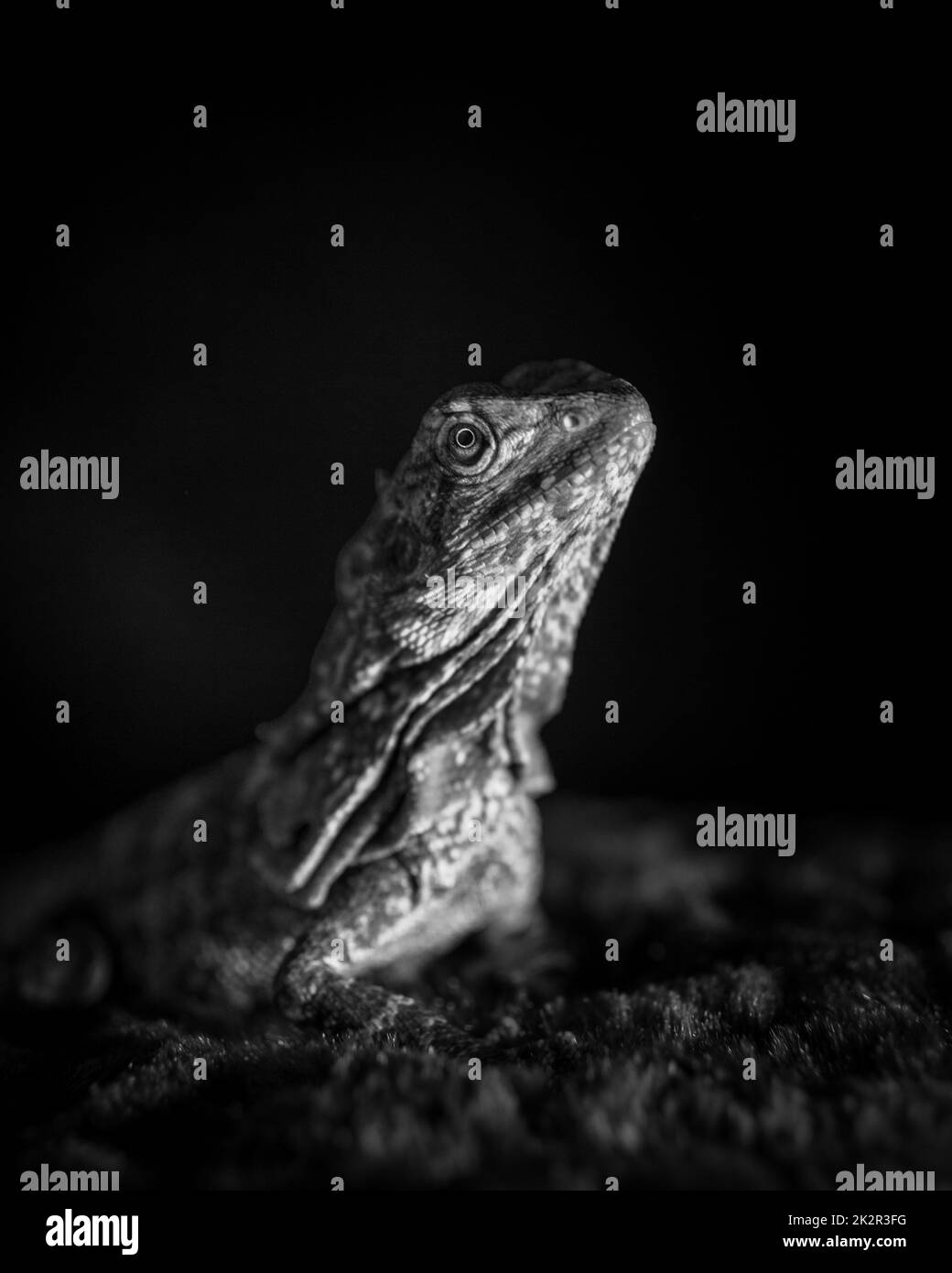 An exotic lizard on a black background Stock Photo - Alamy