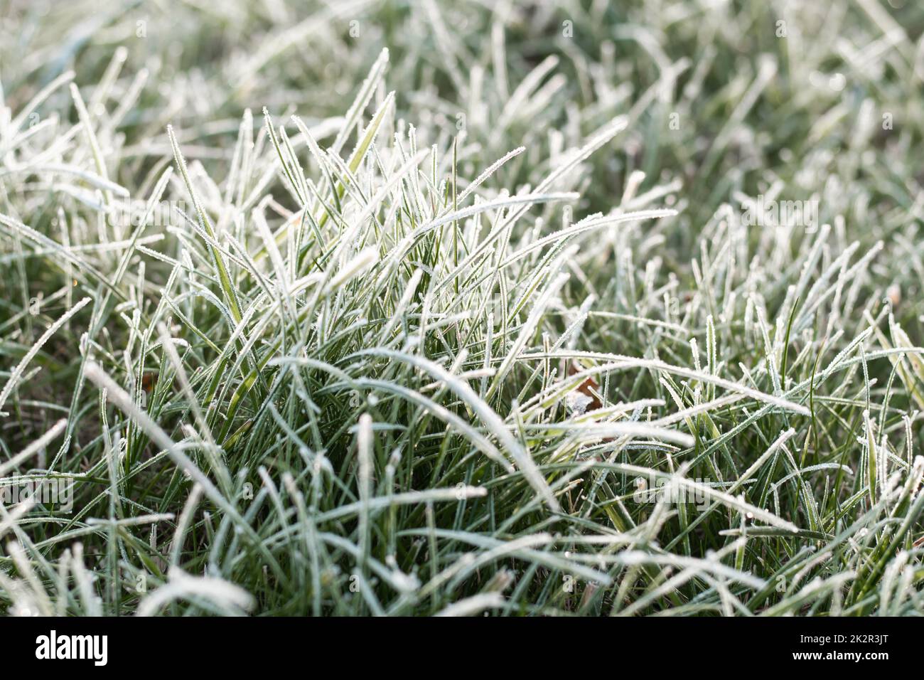 First autumn frost. Partially blurred defocused background image of ...