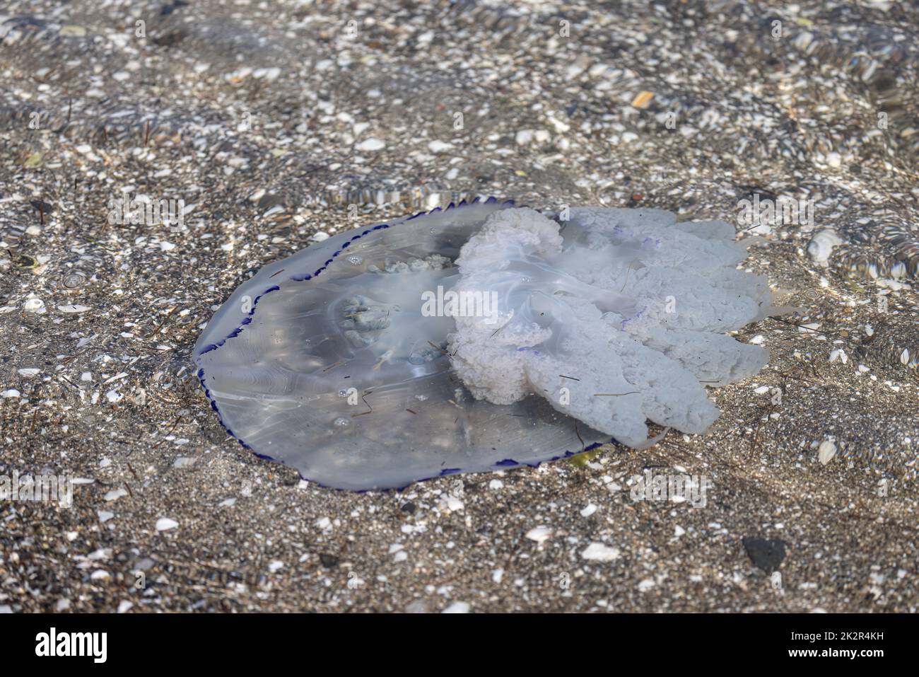 Frilly arms hi-res stock photography and images - Alamy