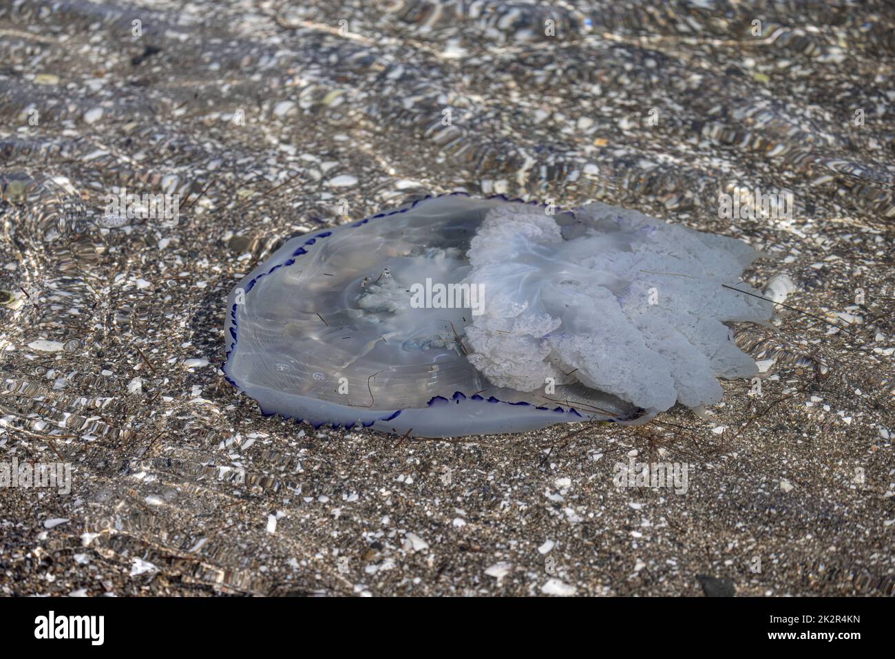 Rhizostoma jelly hi-res stock photography and images - Alamy