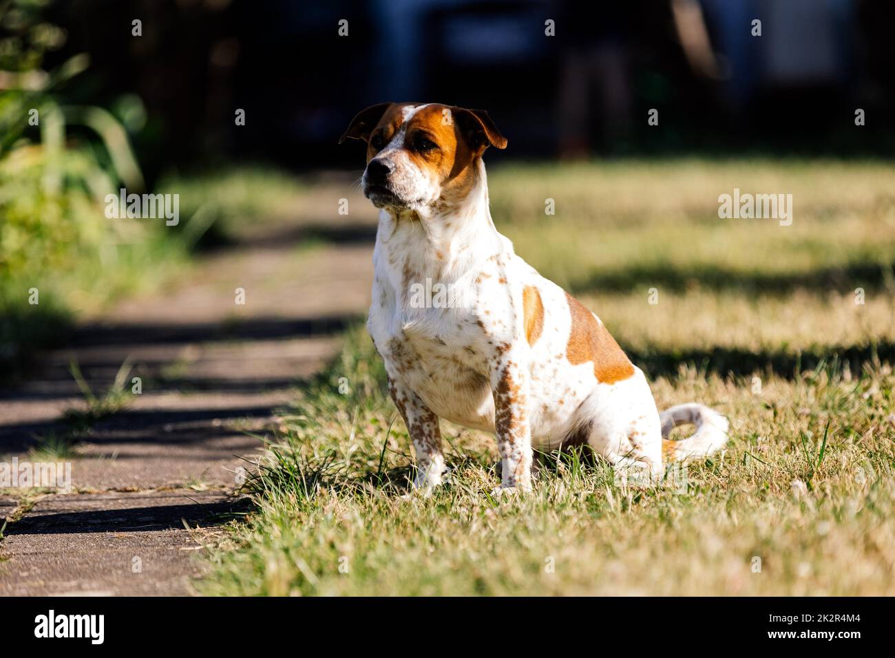 A side view of a brown and white Staffordshire Bull Terrier with brown ...