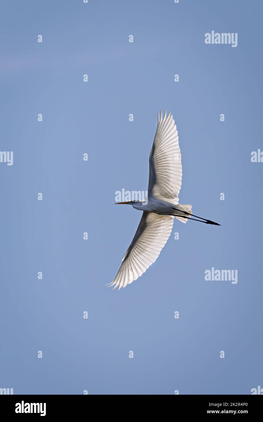 Great Egret In Flight Stock Photo - Alamy