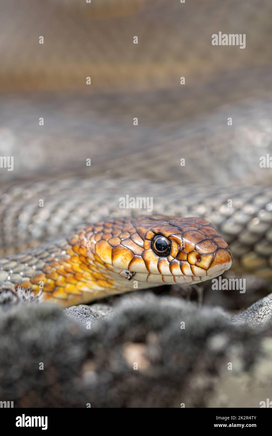 Caspian Whip Snake Stock Photo - Alamy