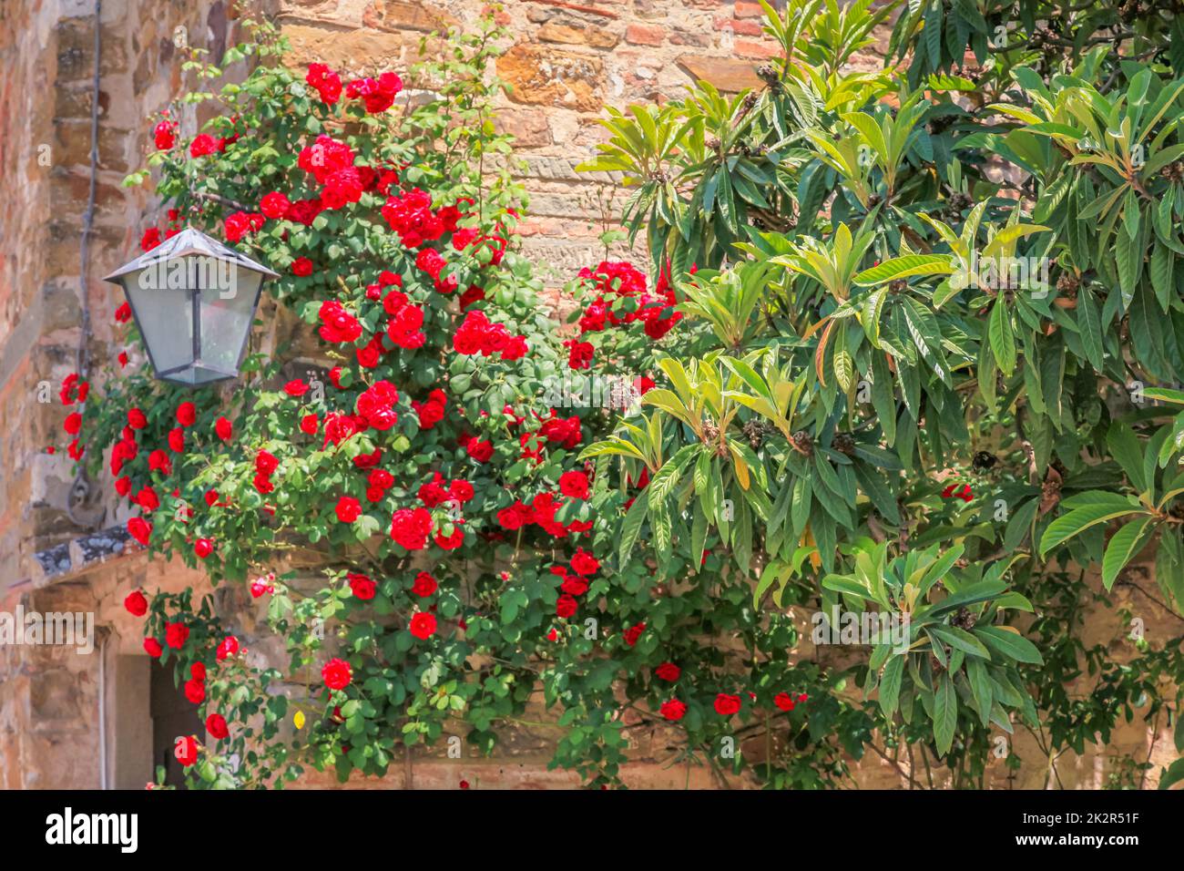 Tuscany medieval wall with flowers and lamp at springtime in Siena ...
