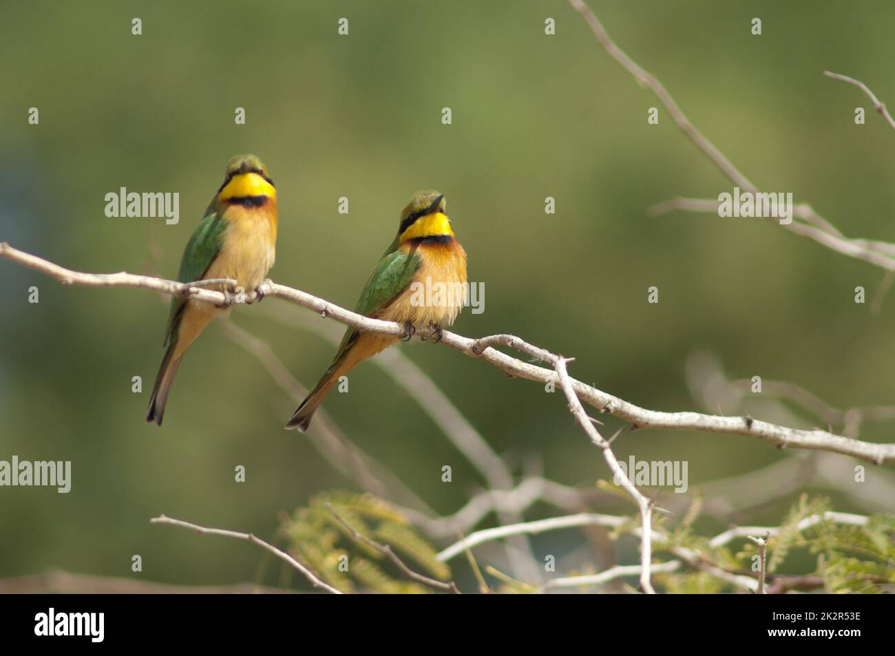 Little bee-eaters Merops pusillus on a branch Stock Photo - Alamy