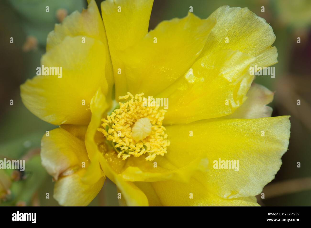 Cactus de nopal hi-res stock photography and images - Alamy