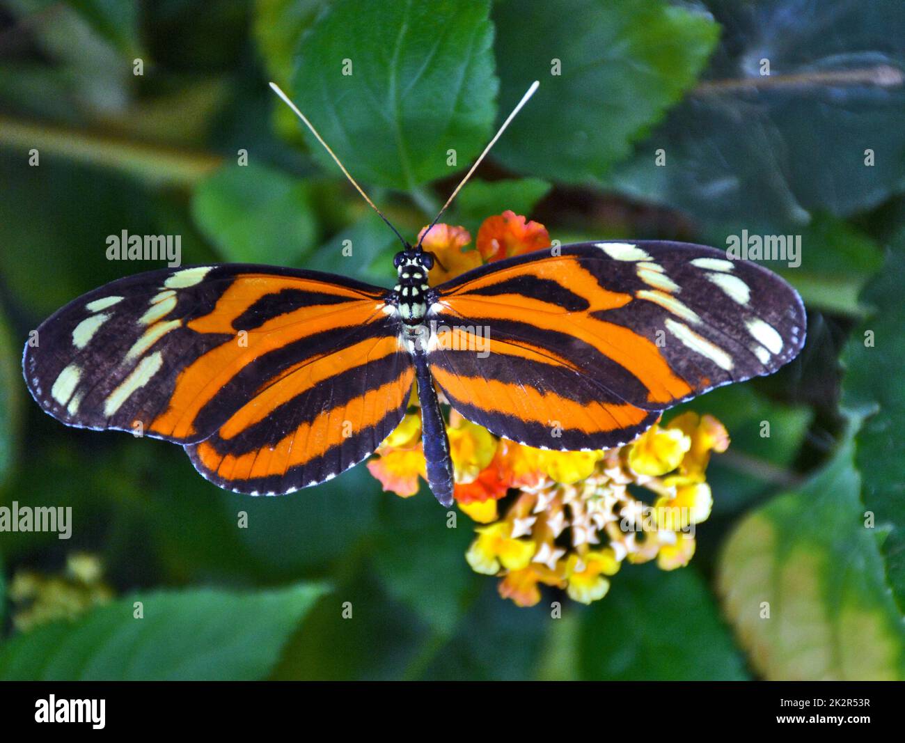 Orange tiger butterfly Stock Photo - Alamy