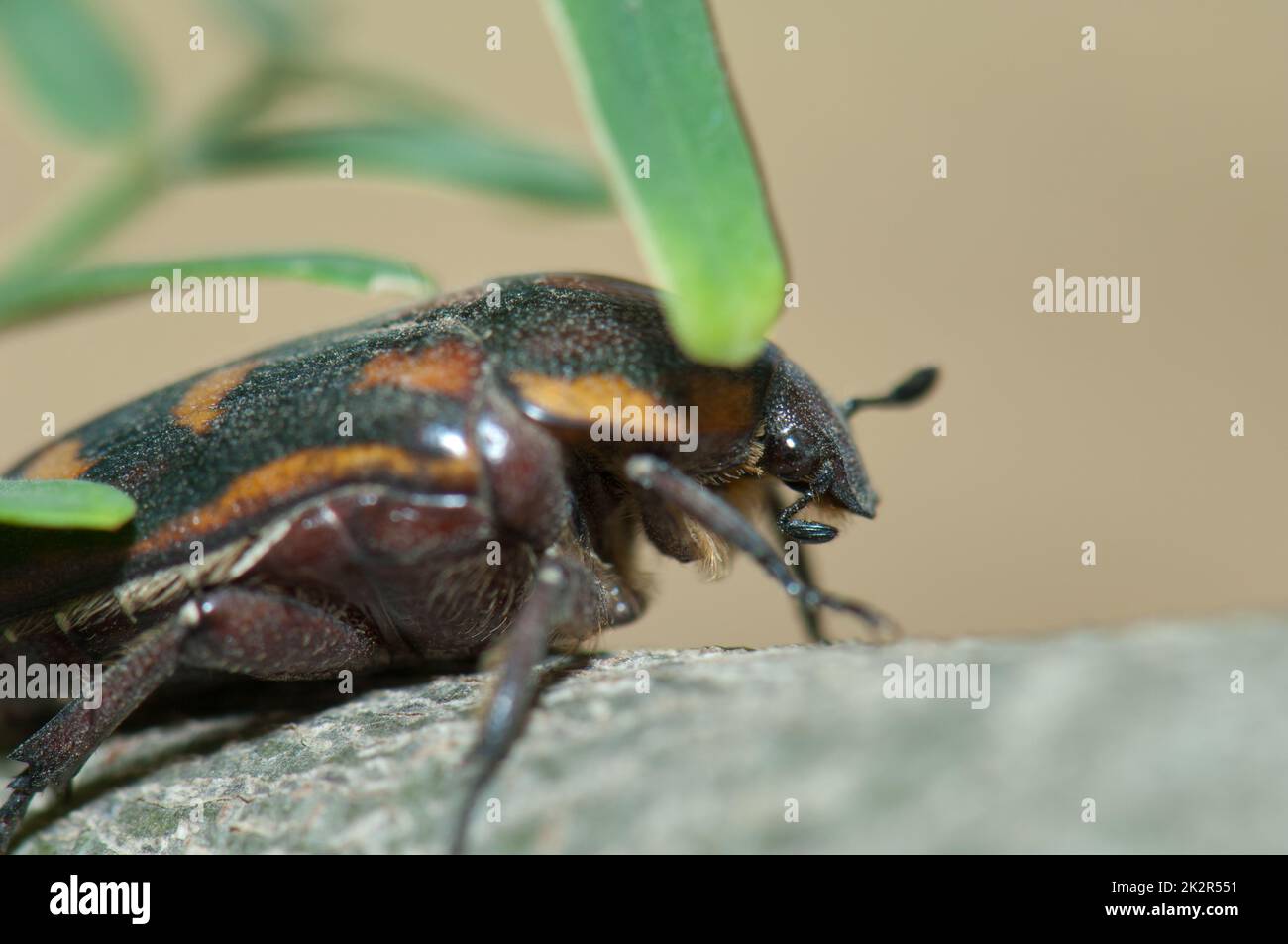 Sorghum chafer Pachnoda interrupta on a branch Stock Photo - Alamy