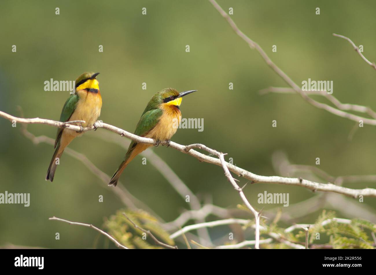 Little bee-eaters Merops pusillus on a branch Stock Photo - Alamy