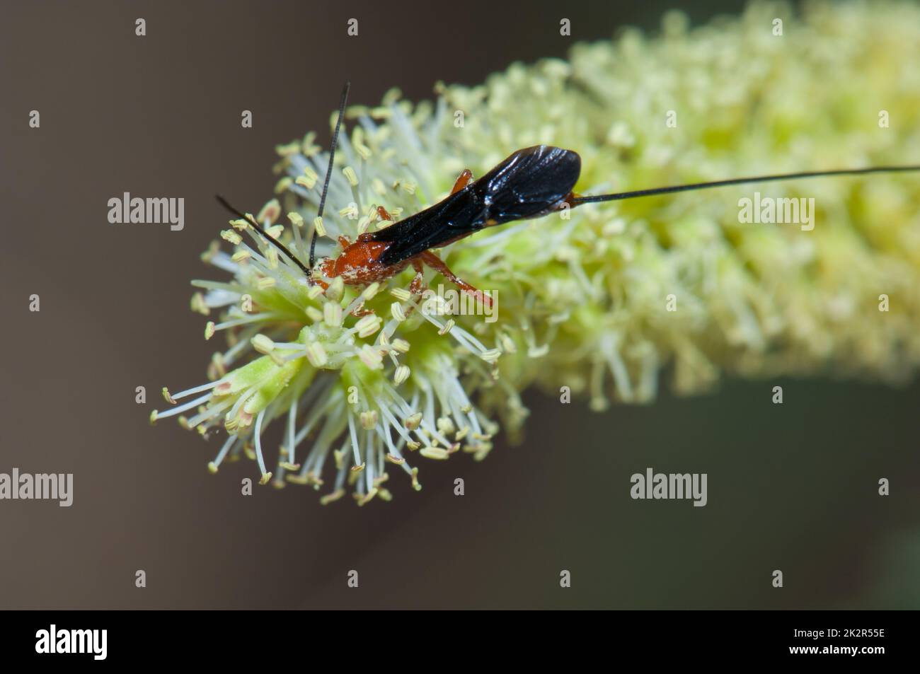 Wasp feeding on a flower of gum acacia Stock Photo - Alamy
