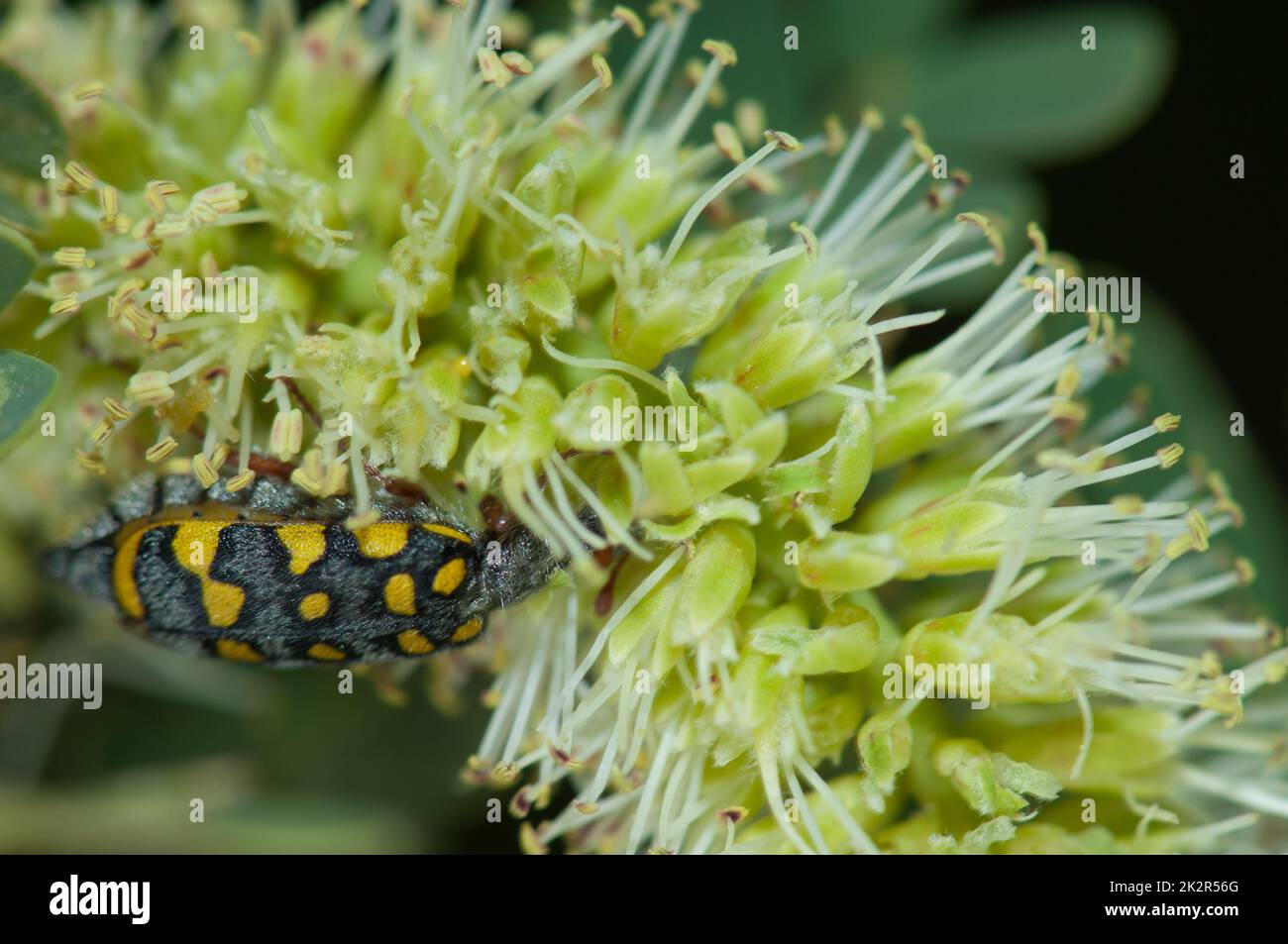 Acacia beetle hi-res stock photography and images - Alamy