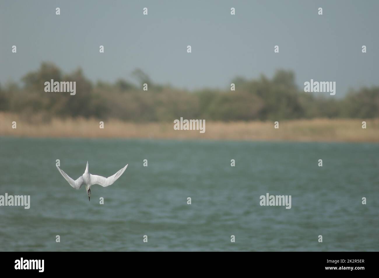 Swooping hi-res stock photography and images - Alamy