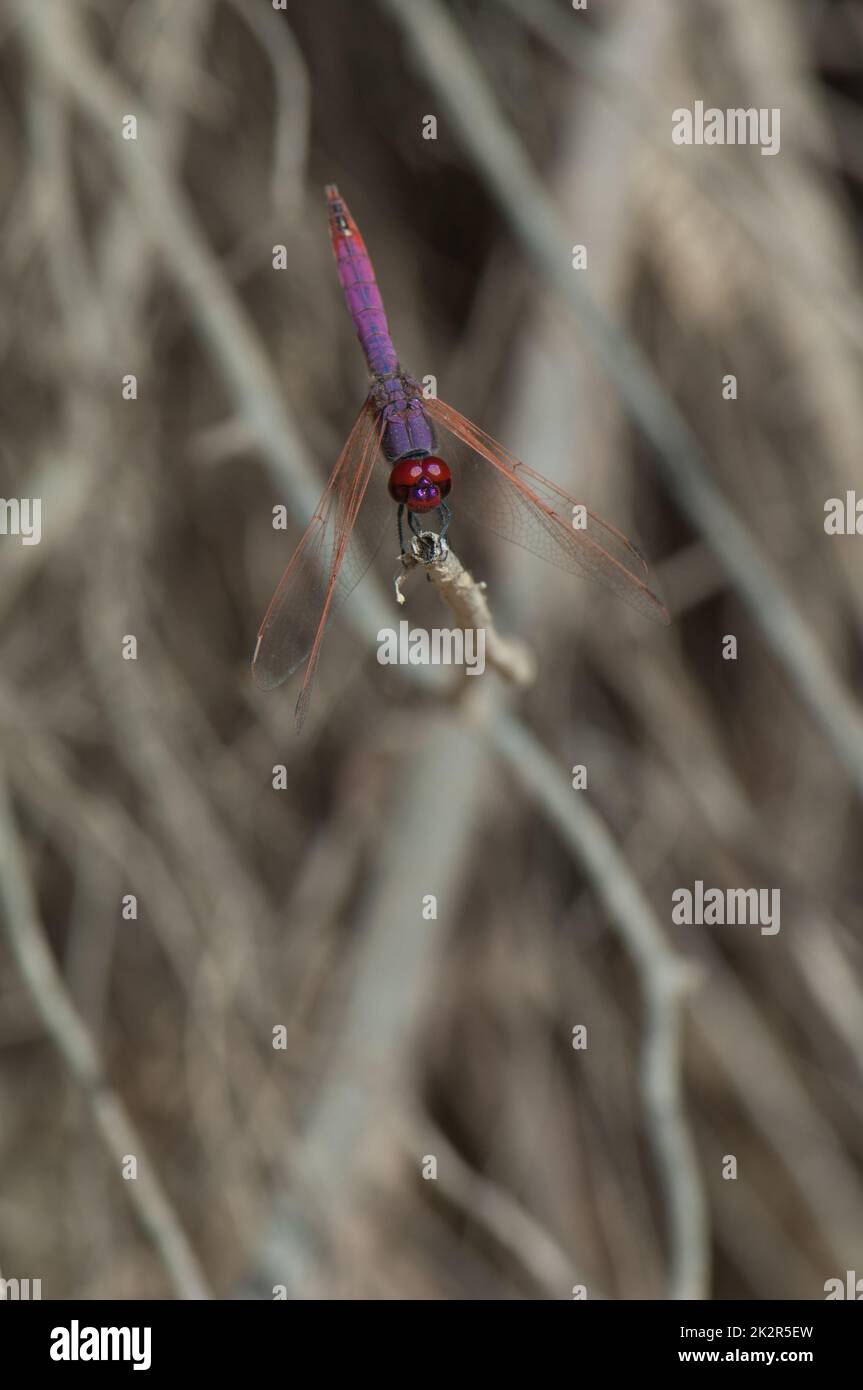 Violet dropwing Trithemis annulata on a branch Stock Photo - Alamy