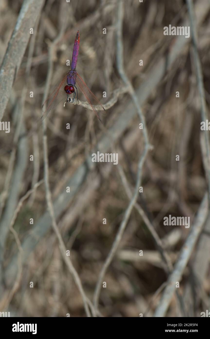 Violet dropwing Trithemis annulata on a branch Stock Photo - Alamy