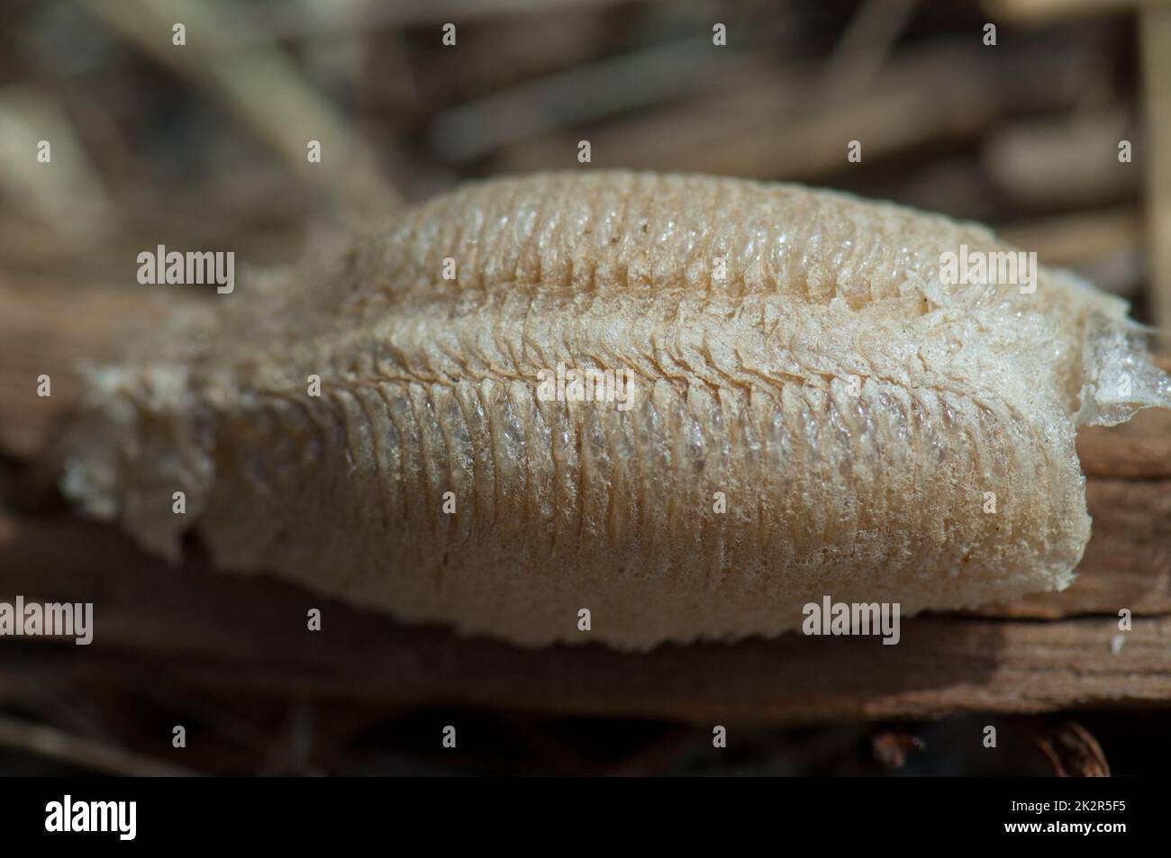 Mantis ootheca hi-res stock photography and images - Alamy