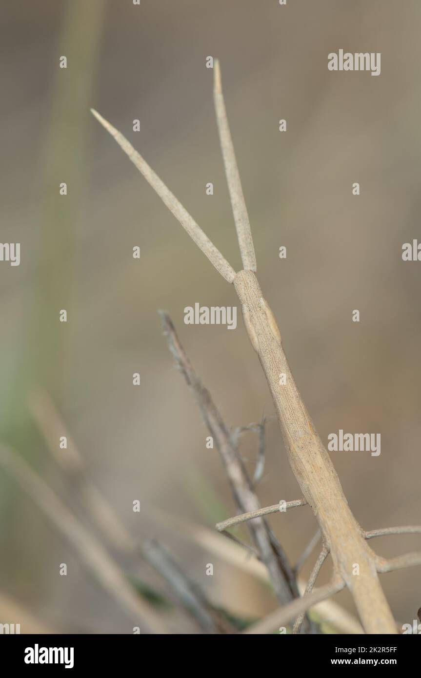 Back view of a stick insect on the grass Stock Photo - Alamy