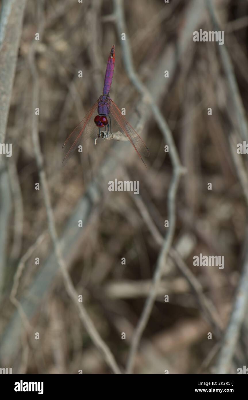 Violet dropwing Trithemis annulata on a branch Stock Photo - Alamy