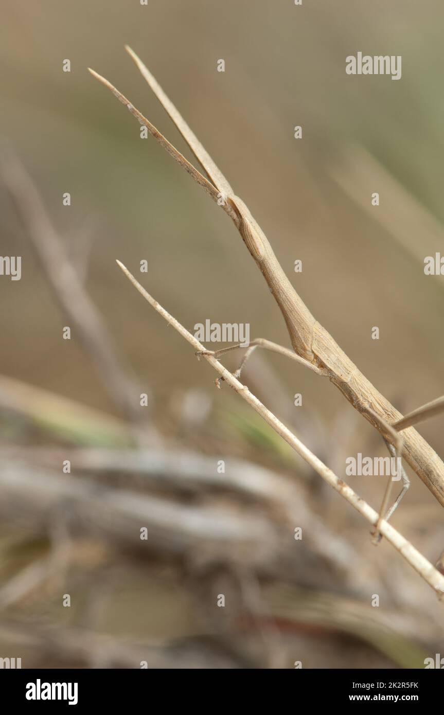 Stick insect in the Langue de Barbarie National Park Stock Photo - Alamy