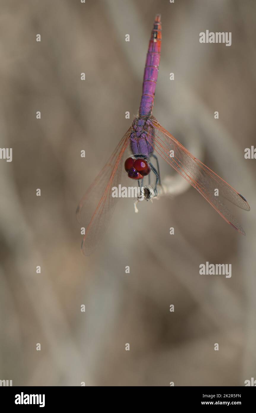 Violet dropwing Trithemis annulata on a branch Stock Photo - Alamy