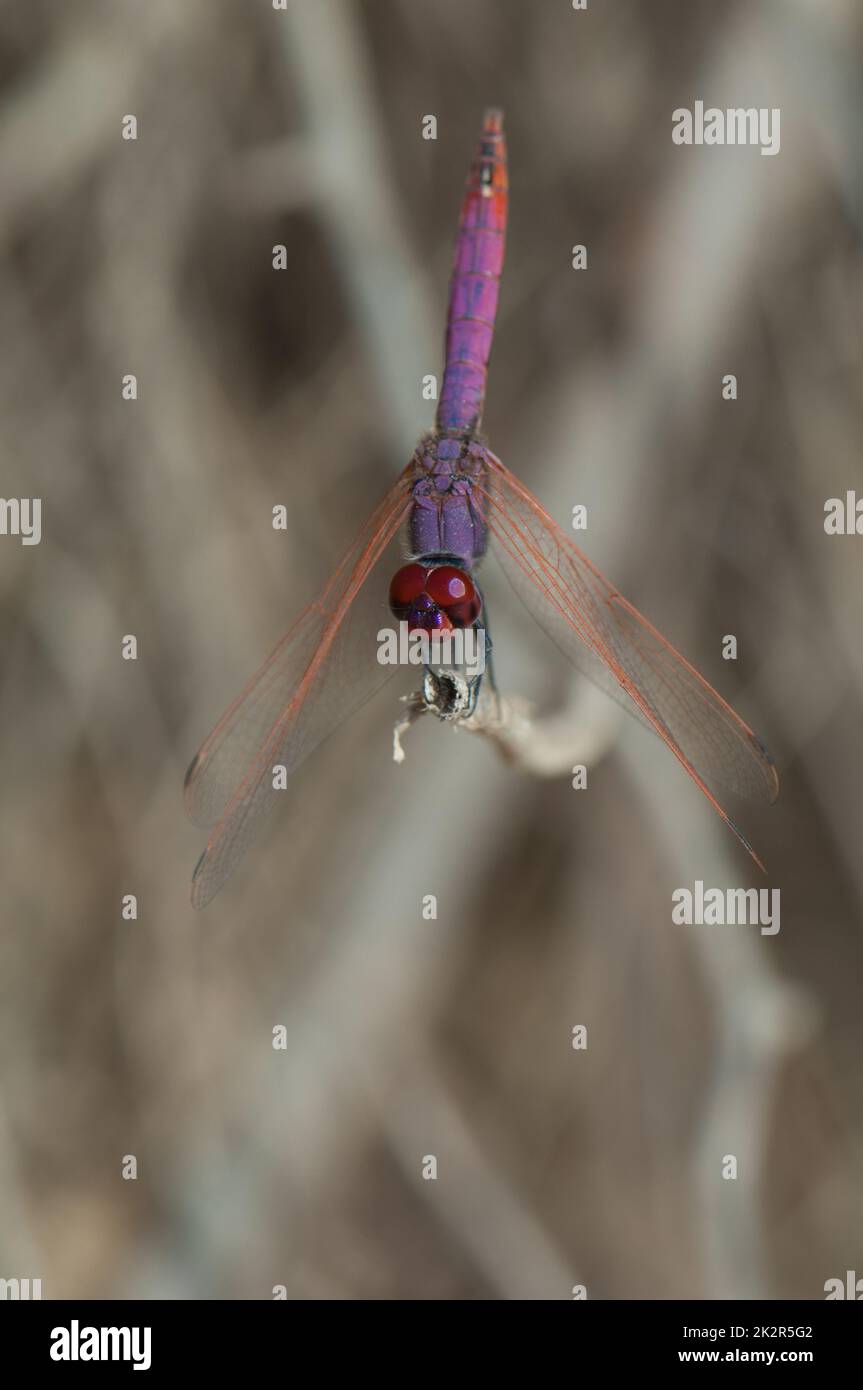 Violet dropwing Trithemis annulata on a branch Stock Photo - Alamy