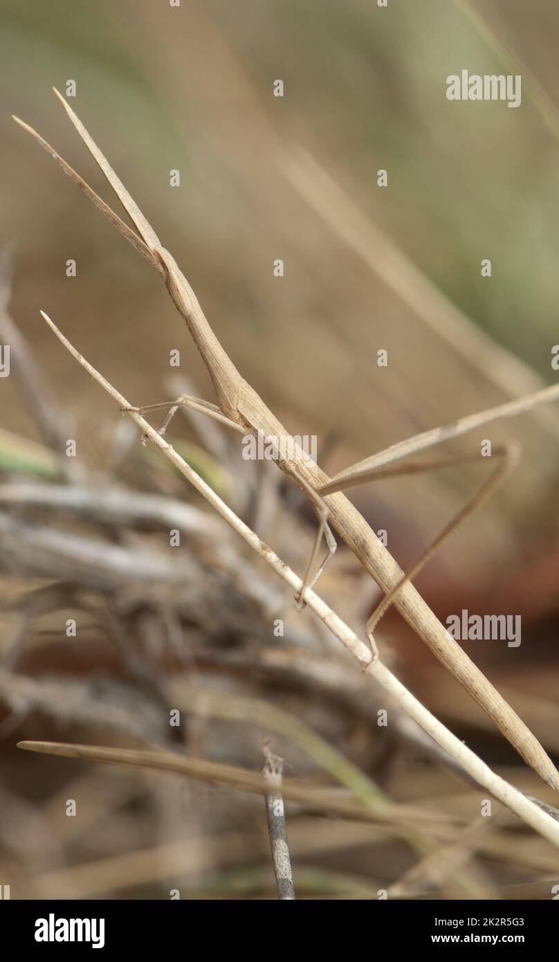 Stick insect in the Langue de Barbarie National Park Stock Photo - Alamy