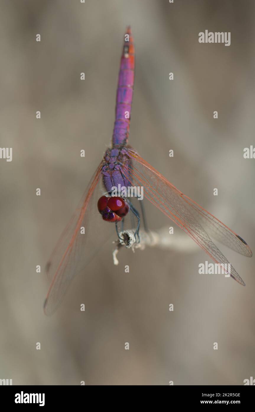 Violet dropwing Trithemis annulata on a branch Stock Photo - Alamy