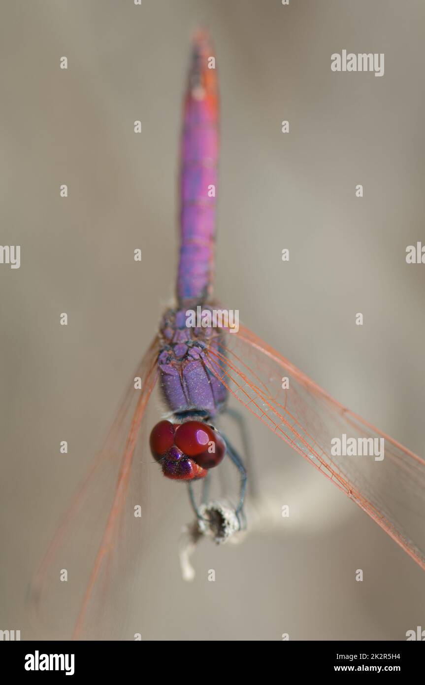 Violet dropwing Trithemis annulata on a branch Stock Photo - Alamy