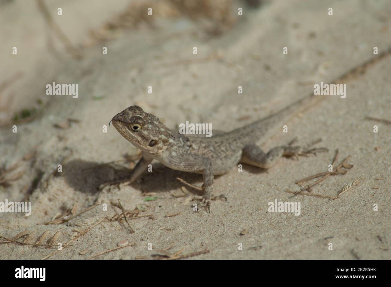 Common agama Agama agama on the sand Stock Photo - Alamy