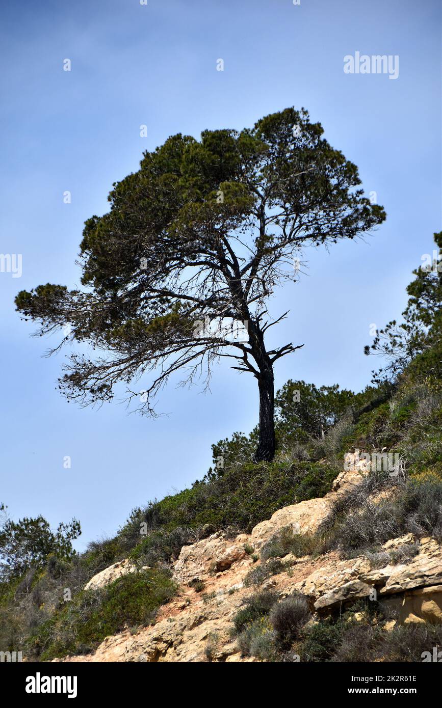 tree at the coast of Camp de Mar on Mallorca Stock Photo - Alamy
