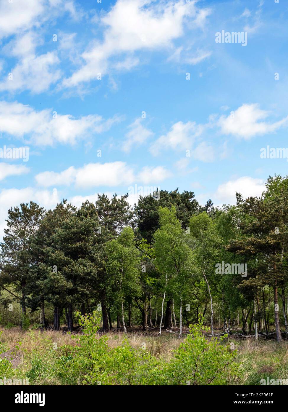 Blue sky above green trees at Skipwith Common, North Yorkshire, England ...