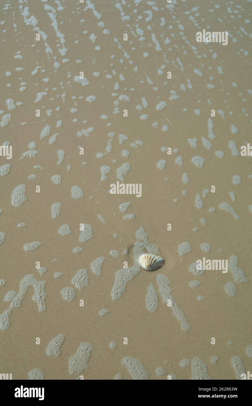 Shell on the sand of a beach Stock Photo - Alamy