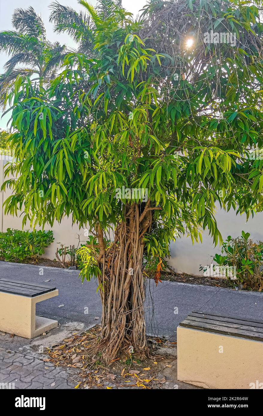 Big tropical tree natural pedestrian walkways Playa del Carmen Mexico ...