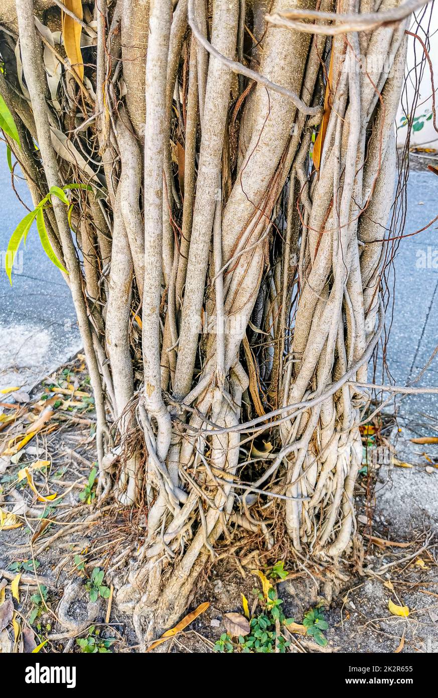 Big tropical tree natural pedestrian walkways Playa del Carmen Mexico ...
