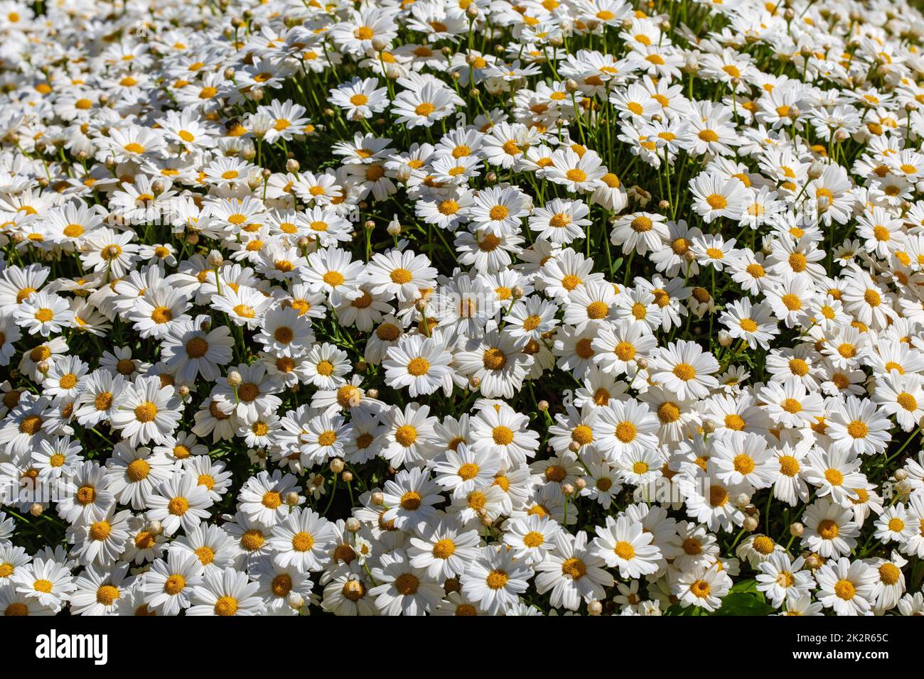 Blossom daisy flowers or white chamomiles background Stock Photo - Alamy