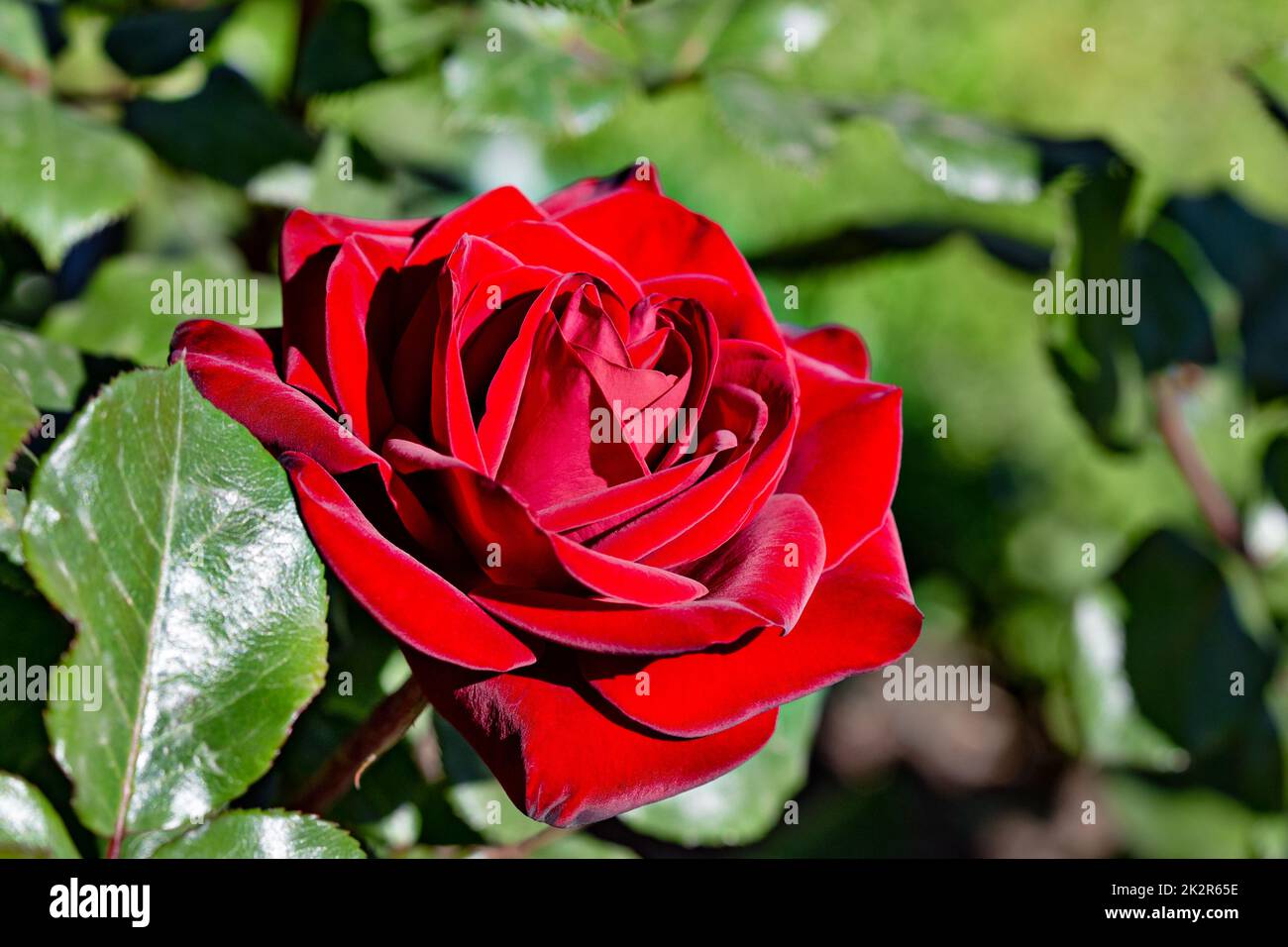 Velvet red rose on a bush in the garden Stock Photo - Alamy