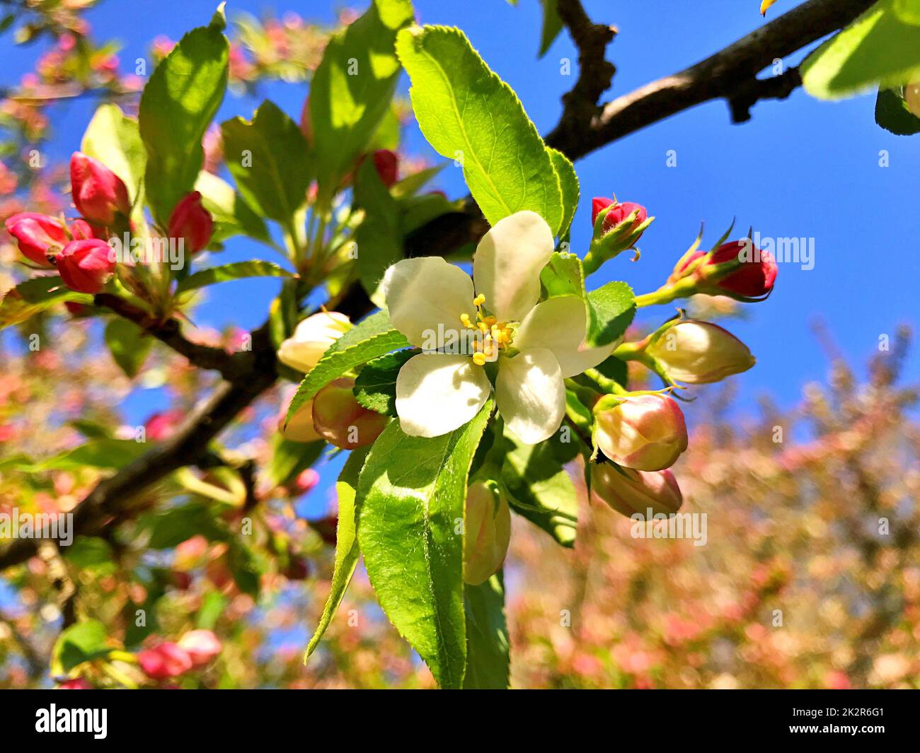 Fresh pink flowers of a blossoming apple tree under spring Stock Photo ...
