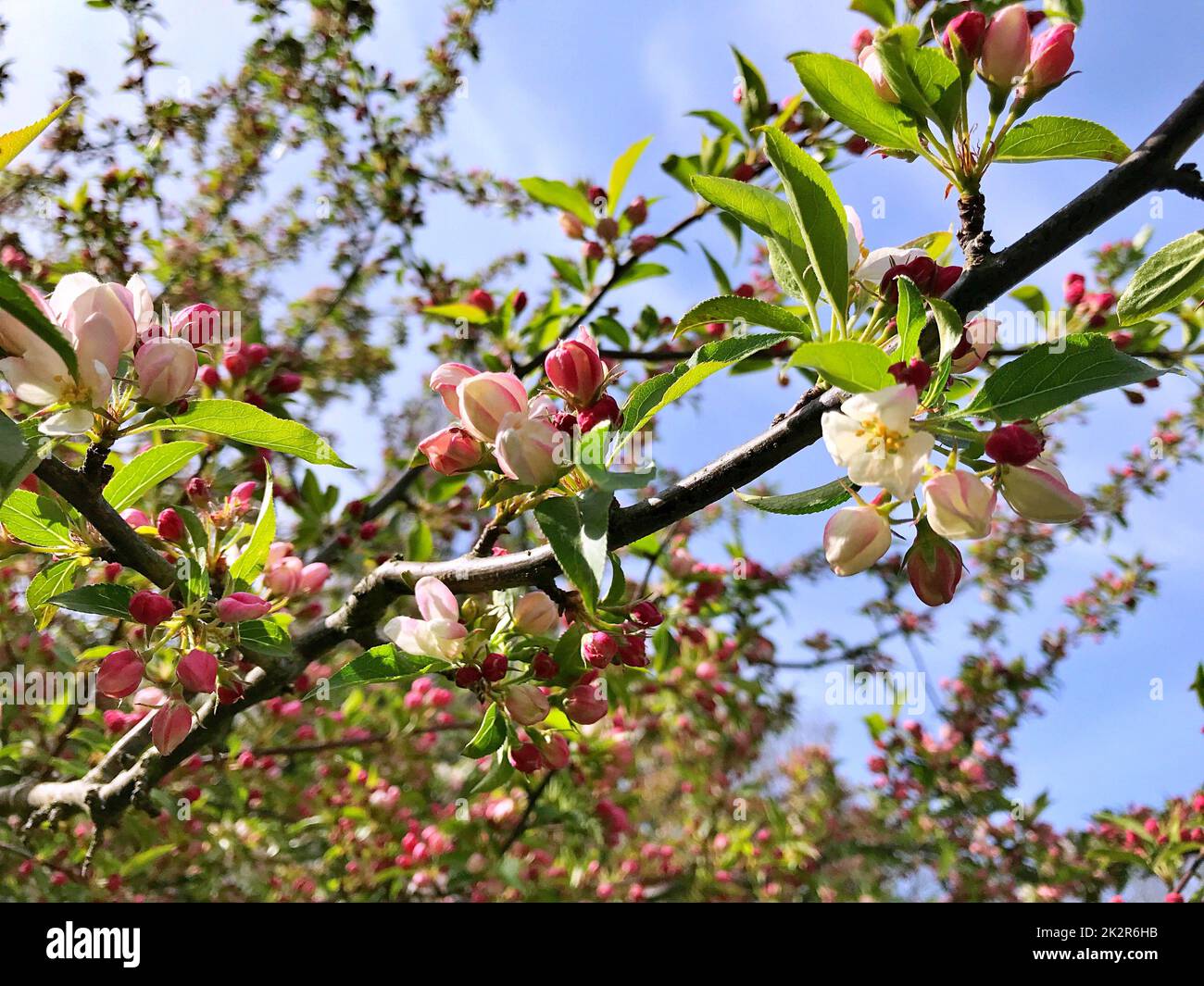 Fresh pink flowers of a blossoming apple tree under spring Stock Photo ...