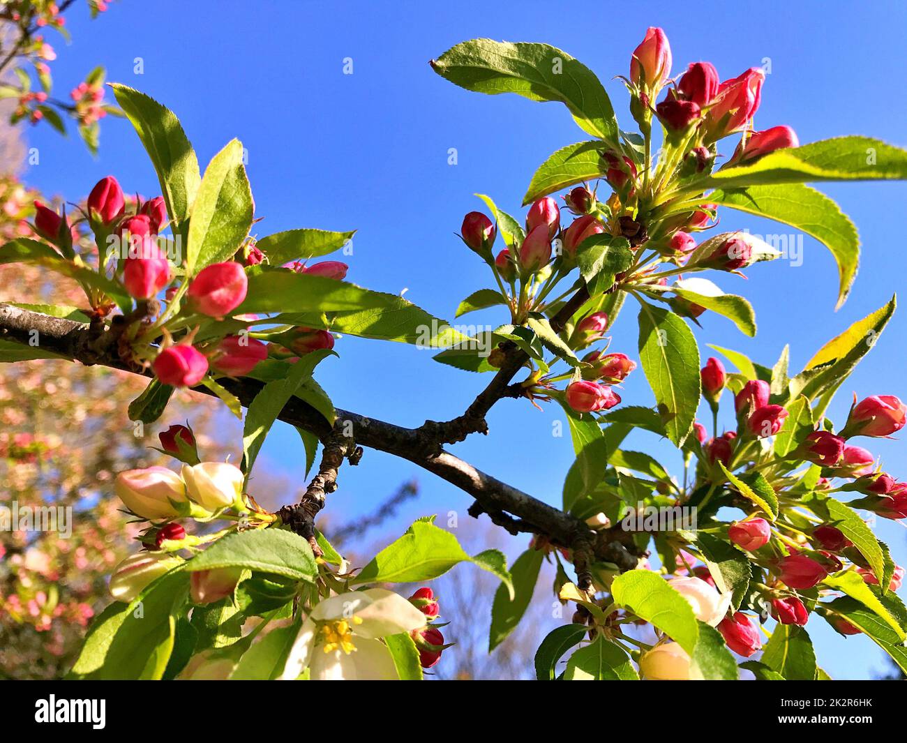 Fresh pink flowers of a blossoming apple tree under spring Stock Photo ...