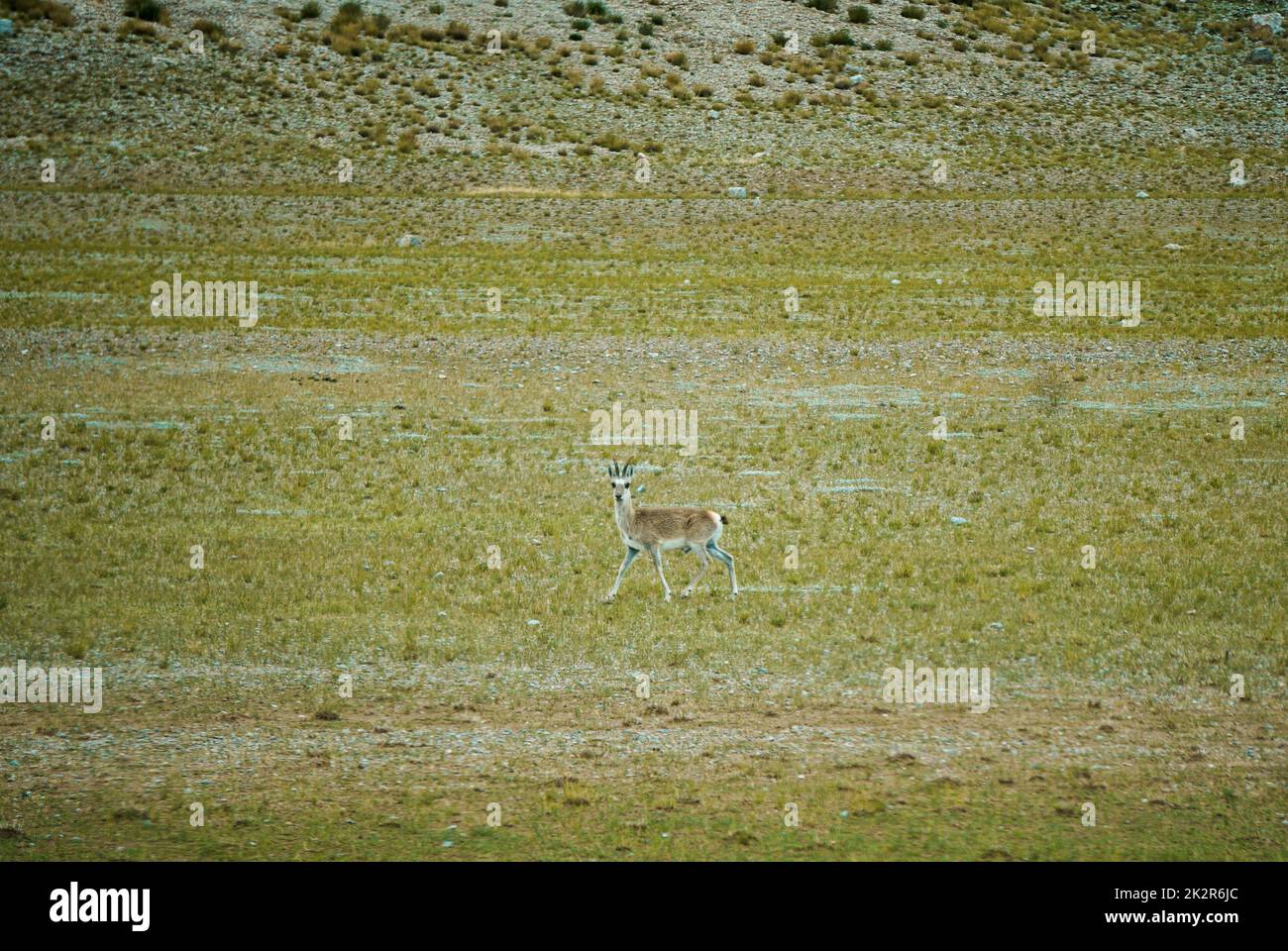 Goa gazelle hi-res stock photography and images - Alamy