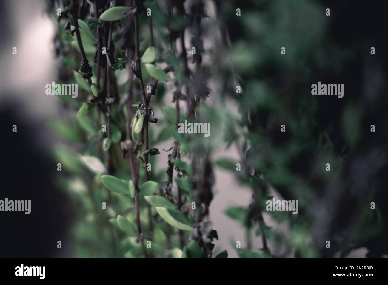A selective focus on green vine plants with leaves growing on the ...