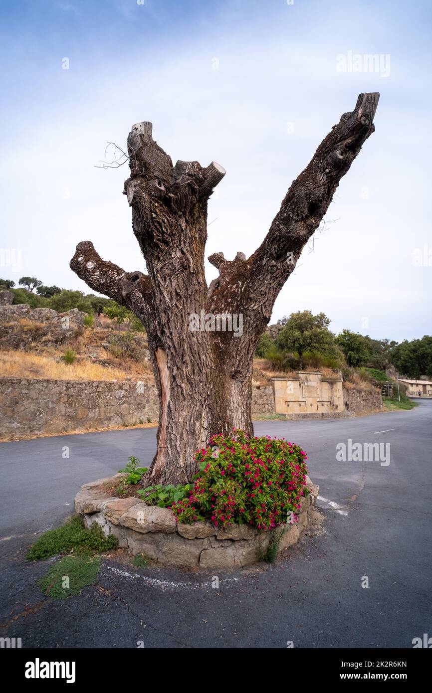 Elm tree road hi-res stock photography and images - Alamy