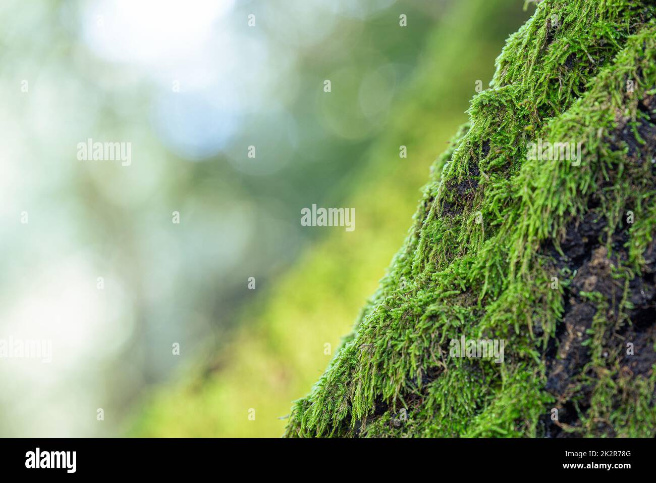 detail of the green moss Stock Photo - Alamy