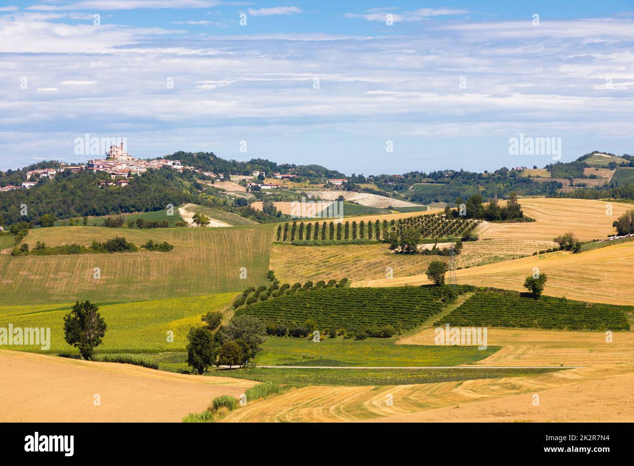 Barbera vineyard in Piedmont region, Italy. Countryside landscape in ...